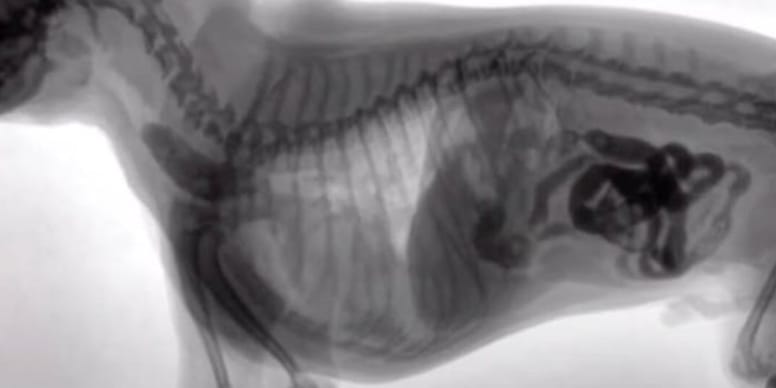 Il veterinario vede cosa ha ingoiato il suo cane: il proprietario muore ...