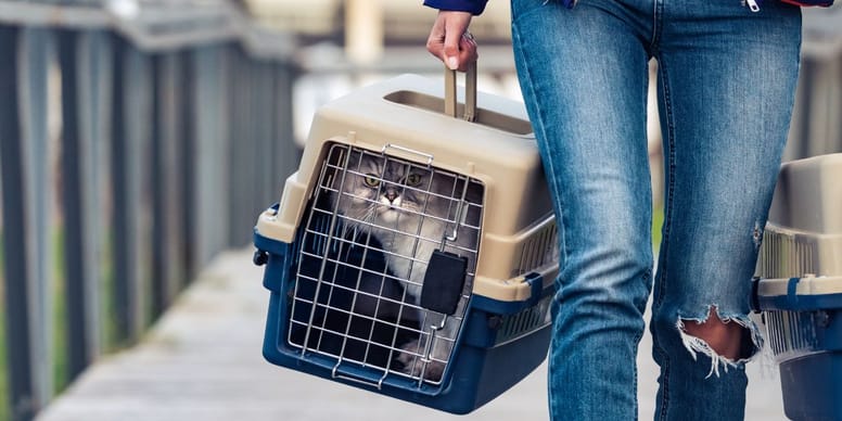 Caisse de transport pour chat : comment voyager pratique