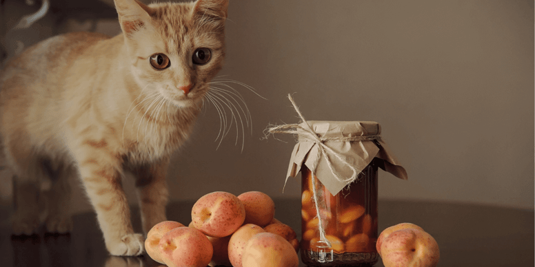Can cats eat apricots?