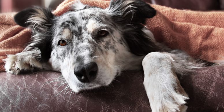 Cancro nel cane: i 10 sintomi rivelatori