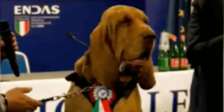 Video. Bruno, il cane eroe premiato da Giorgia Meloni è stato ucciso: l ...