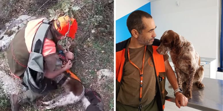 Perro sufre un infarto: sin dudarlo, le corta la oreja para salvarlo ...