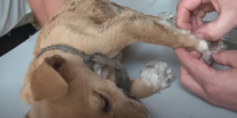 Veterinario preme sulla pelle del cane e mette finalmente fine all ...