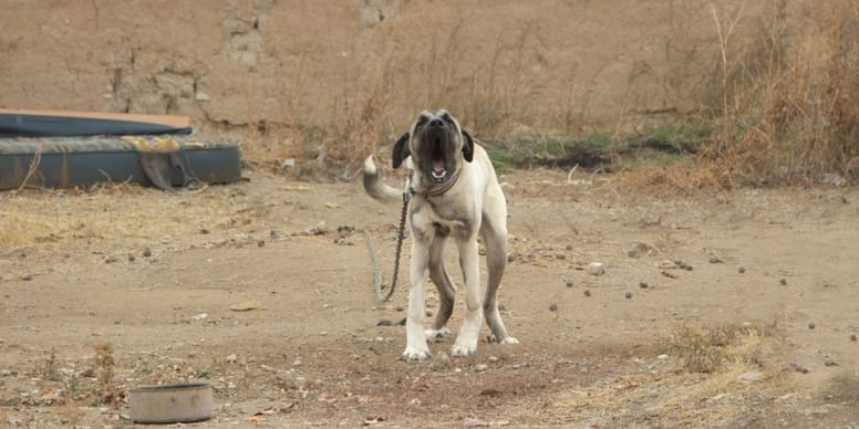 Cane Malakli: il più grande cane da pastore turco