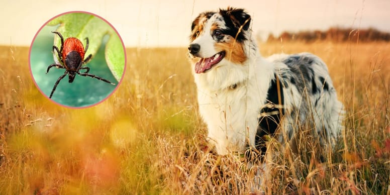 Cane morso da zecca: sintomi, cure e rimedi