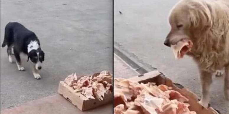 Un boucher fait un cadeau très apprécié à des chiens errants affamés ...