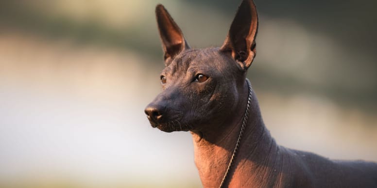 Cane senza pelo: come sceglierlo e come curarlo