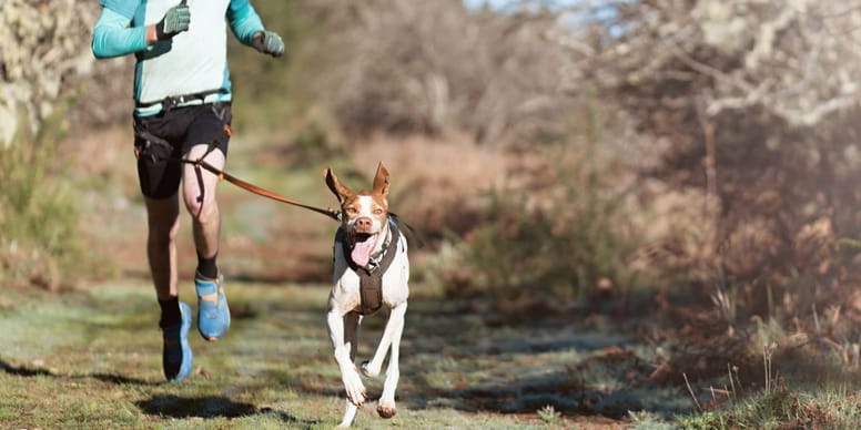 Canicross: cos’è e come iniziare questo sport per cani