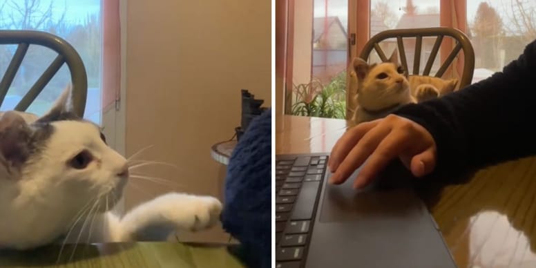 Chaque mois, elle rend visite au chat de son enfance : la réaction du ...