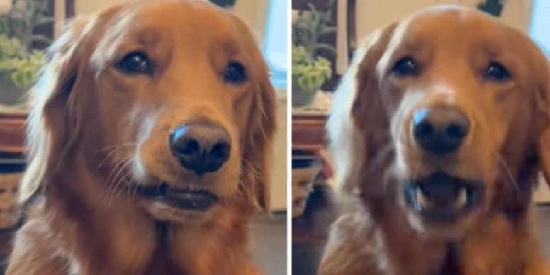 Elle filme son chien pendant son absence de peur qu'il détruise tout ...