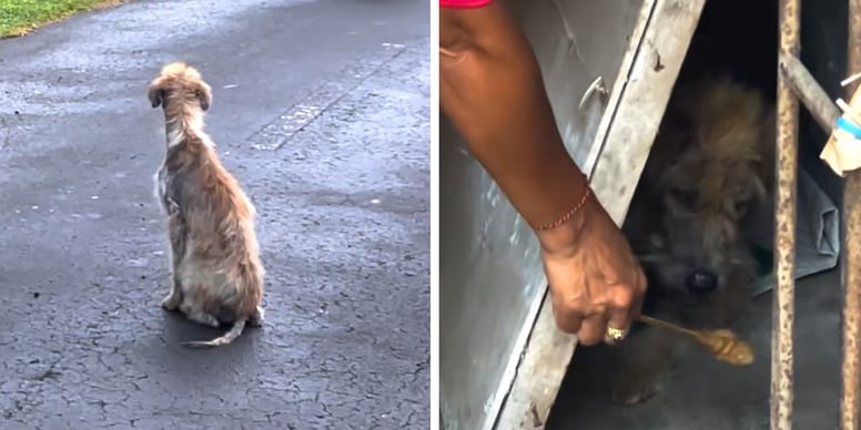 Il tente d'aider un chien errant et le perd de vue : quelques temps après, il apprend une ...