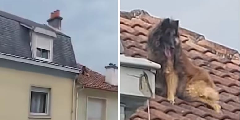 Abandoned dog trapped on rooftop after escaping squalid flat in France
