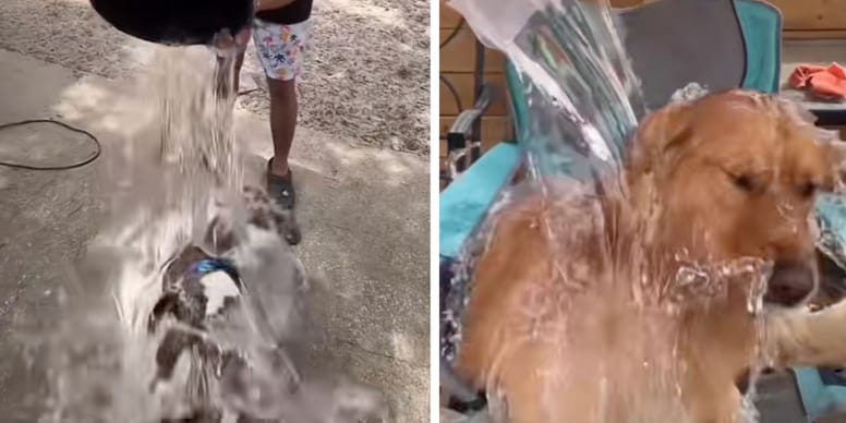 Le "Ice Bucket Challenge" revient sur les réseaux, mais il s'attaque ...