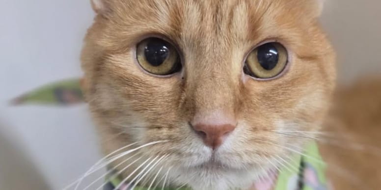 Family returns cat after 8 years, leaving rescuers struggling to ...