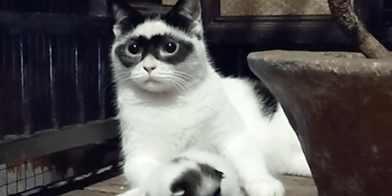 Zorro cat has babies, and everyone is gobsmacked (video)