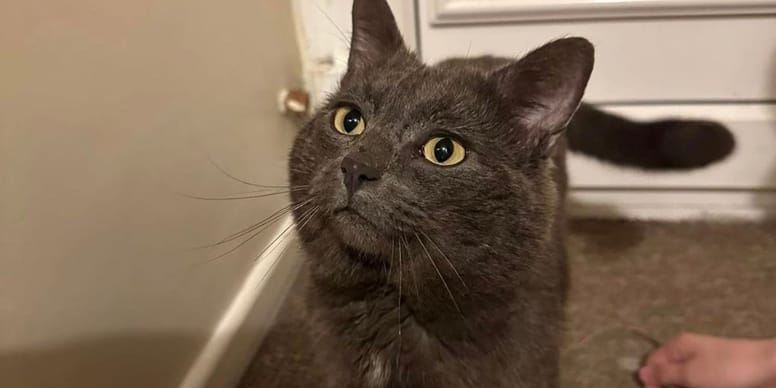 Vermiste kat staat na twee jaar plotseling weer voor de deur