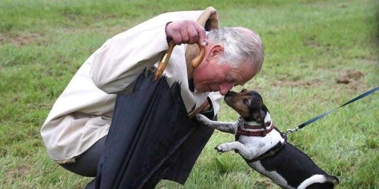 Hunde von König Charles III: Es sind Jack Russel Terrier