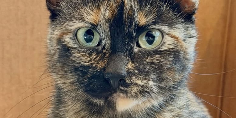 Kat loopt een huis binnen en onthult haar prachtige geheim (video)