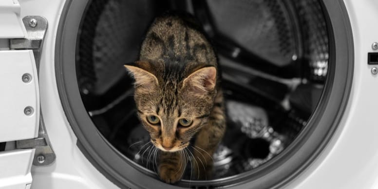 'We had to improvise': cat rescued from washing machine