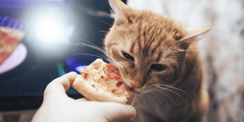 Quels sont les aliments pour humains que mon chat peut manger