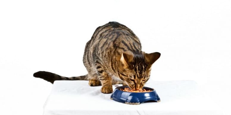 La pâtée pour chat: quels sont les avantages