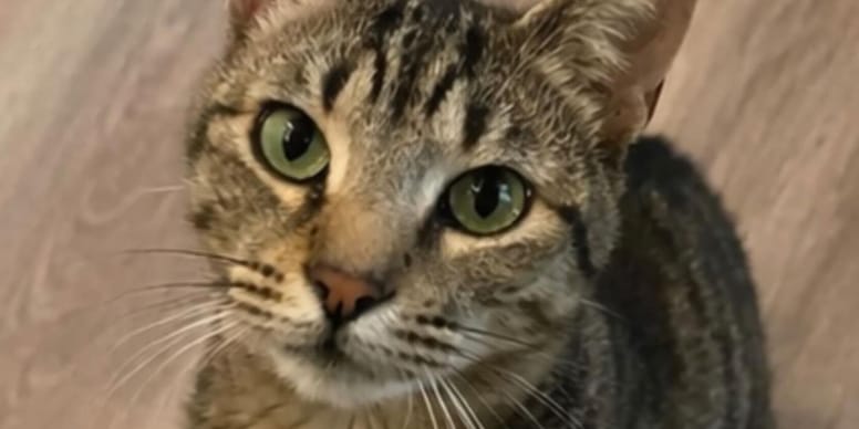 She thought she’d found her lost tabby cat, then vet reveals shocking truth