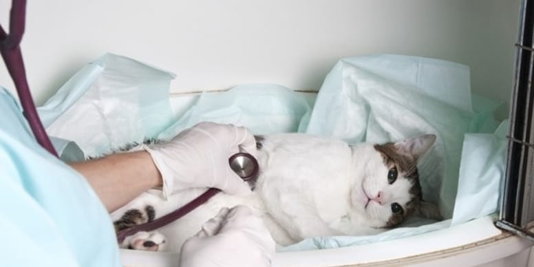 Mon chat est empoisonné ! Que faire