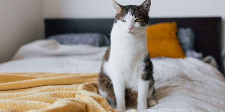 Votre chat "patoune" ? Un vétérinaire vous répond