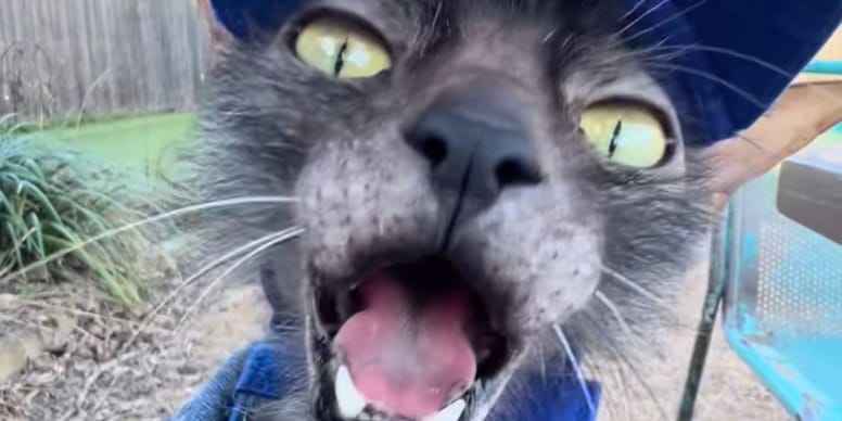 Ce « chat loup-garou » mange des frites : son comportement va choquer ...