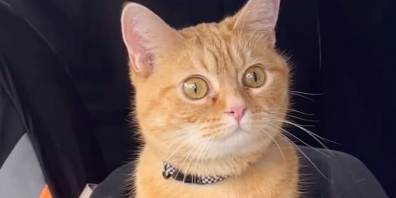 Auf Fast-Food-Parkplatz gefunden: Katze bekommt jedes Jahr eine ...