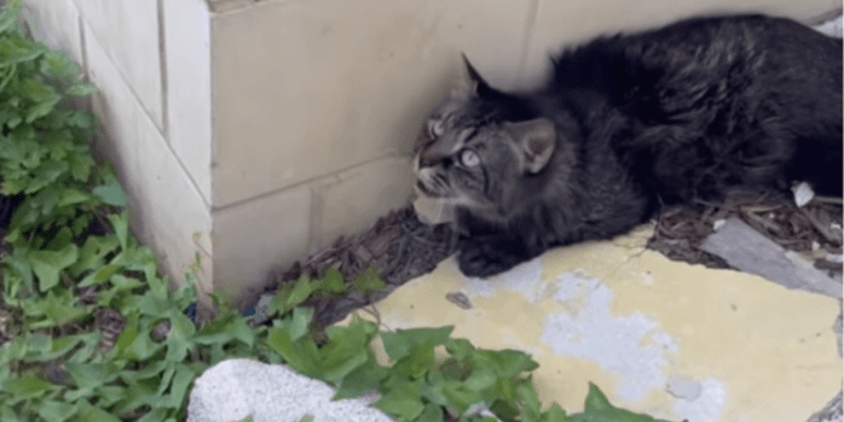 Un chat errant reste au même endroit pendant des jours : une bénévole ...