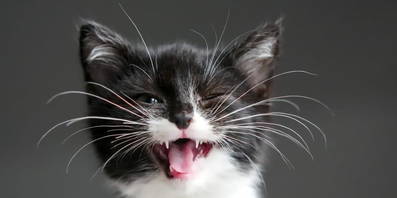 5 secrets cachés derrière les moustaches de votre chat