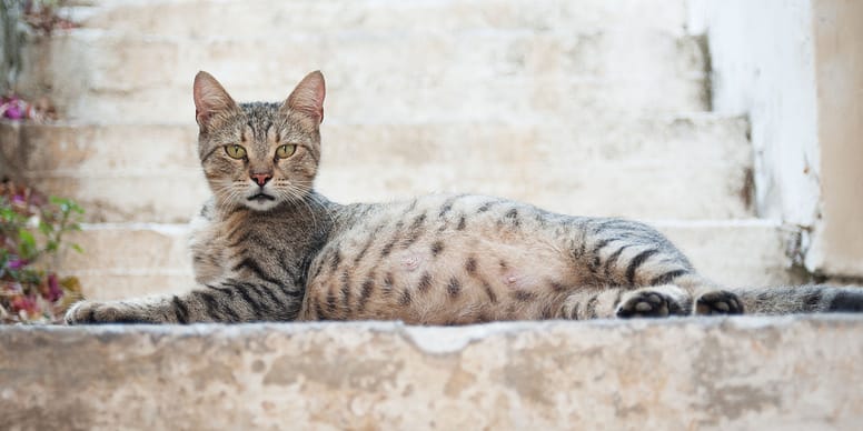 Gestation Chat: signes et temps de gestation chatte