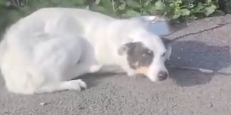 Man dumpt zijn hond 's nachts bij asiel: zijn actie loopt uit op een ramp