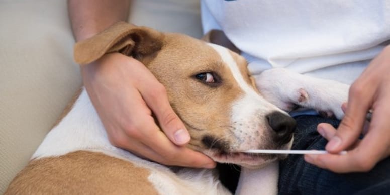 L'identification ADN du chien : c'est quoi