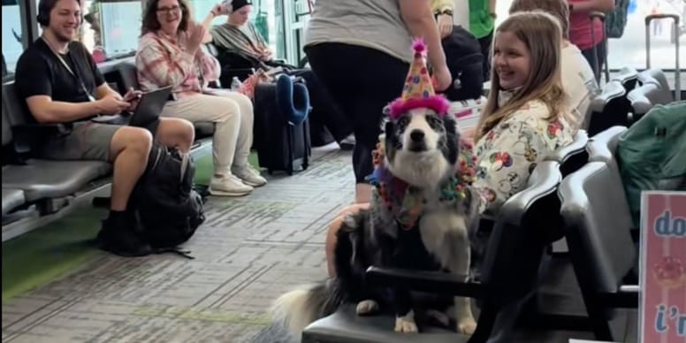 Airport patrol dog gets a wonderful surprise for his ninth birthday