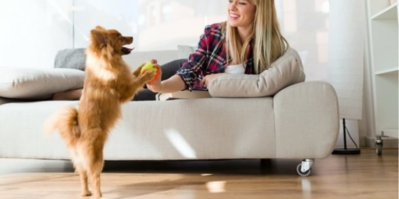 Comment bien choisir son chien d’appartement