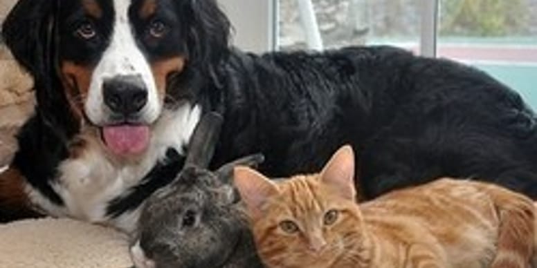 Découvrez les noms d’animaux les plus populaires de Wamiz