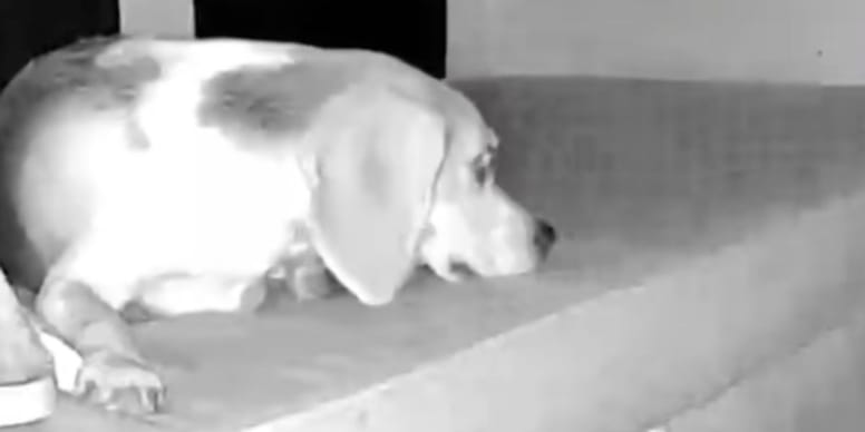 Dog caught getting up to mischief, but viewers got it completely wrong