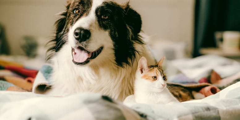 Baisse des identifications, pertes de chats …découvrez le baromètre ...