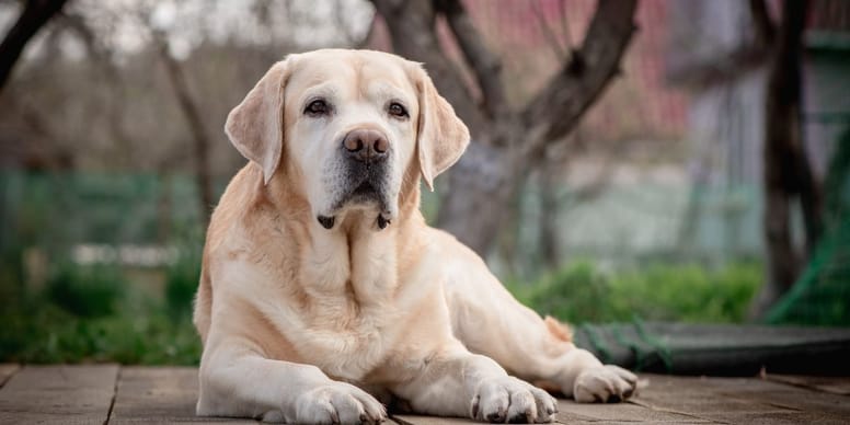 Una coppia salva una Labrador: incredibile scoperta mesi dopo