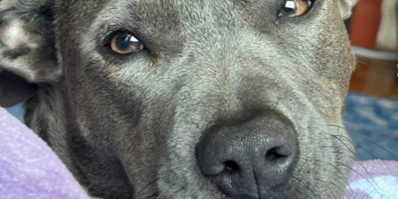 Owner's $400 vet bill for her sick dog reveals a very surprising truth