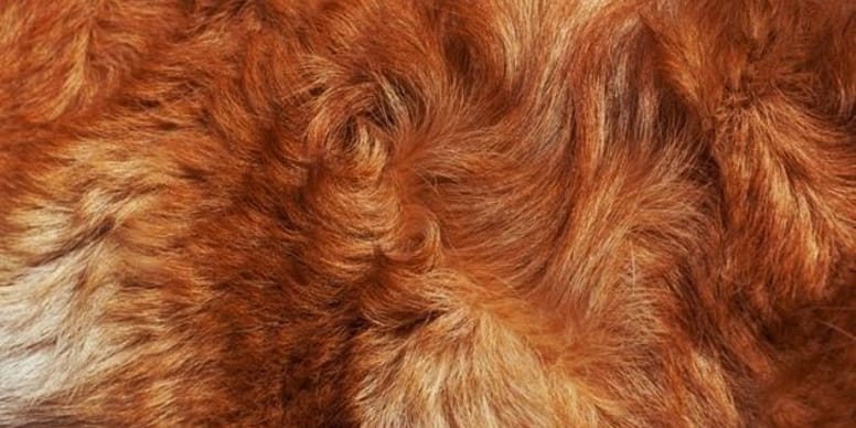 Nutriments pour un beau pelage du chien