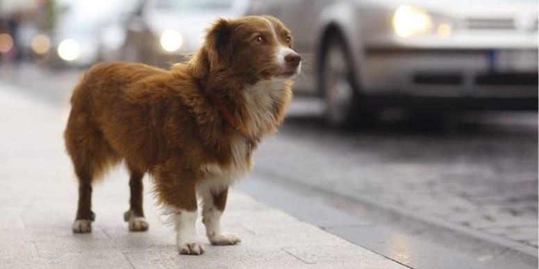Chien perdu : les démarches à suivre pour retrouver son animal