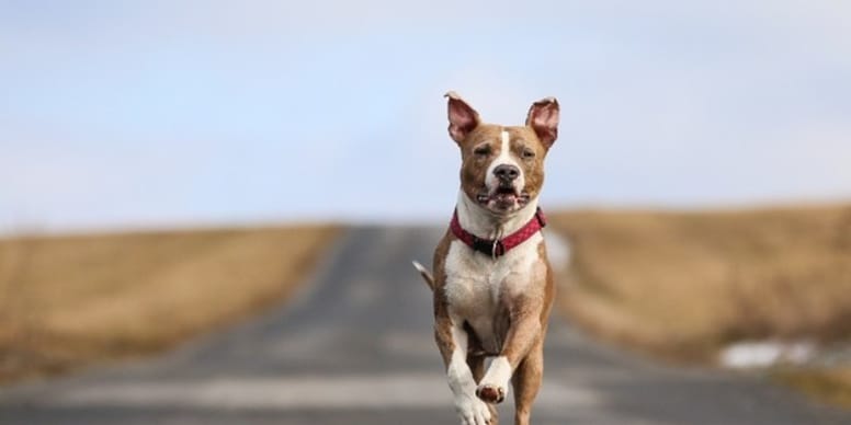 Chien terrier : découvrez les races