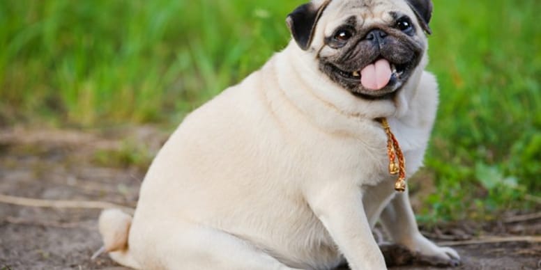 Comment faire maigrir mon chien