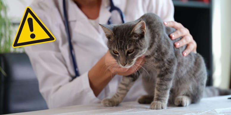 Nowa, śmiertelna choroba kotów w Polsce. Rozwiewamy wątpliwości!