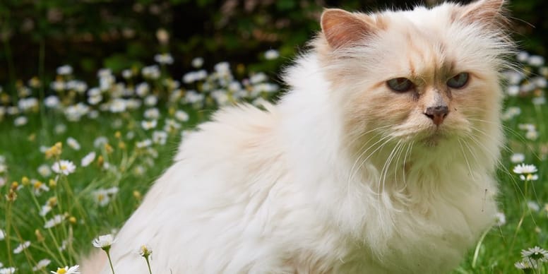 Karl Lagerfeld's cat: 7 years on, Choupette is still waiting for her ...