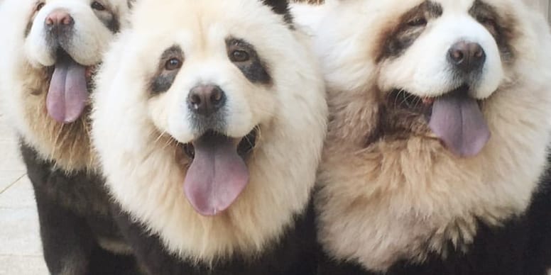 Bestaan panda honden? Ken jij de Chow Chow Panda?