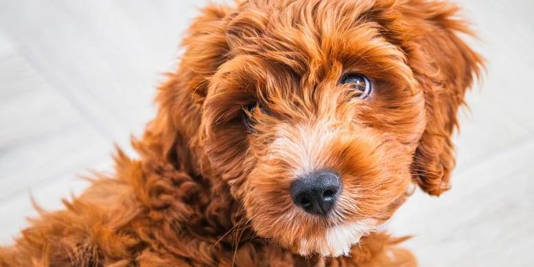 Cockapoo: Temperament & Charakter im Überblick